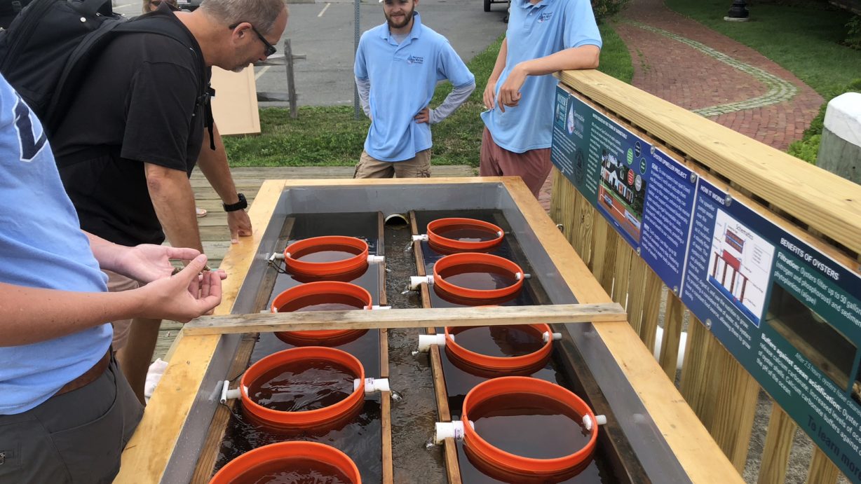 Hyannis Oyster Upweller | Barnstable Clean Water Coalition